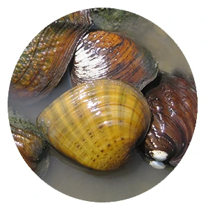 Snails, Clams & Shrimp