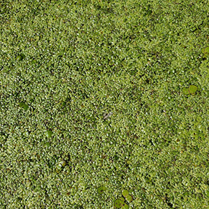 Duckweed