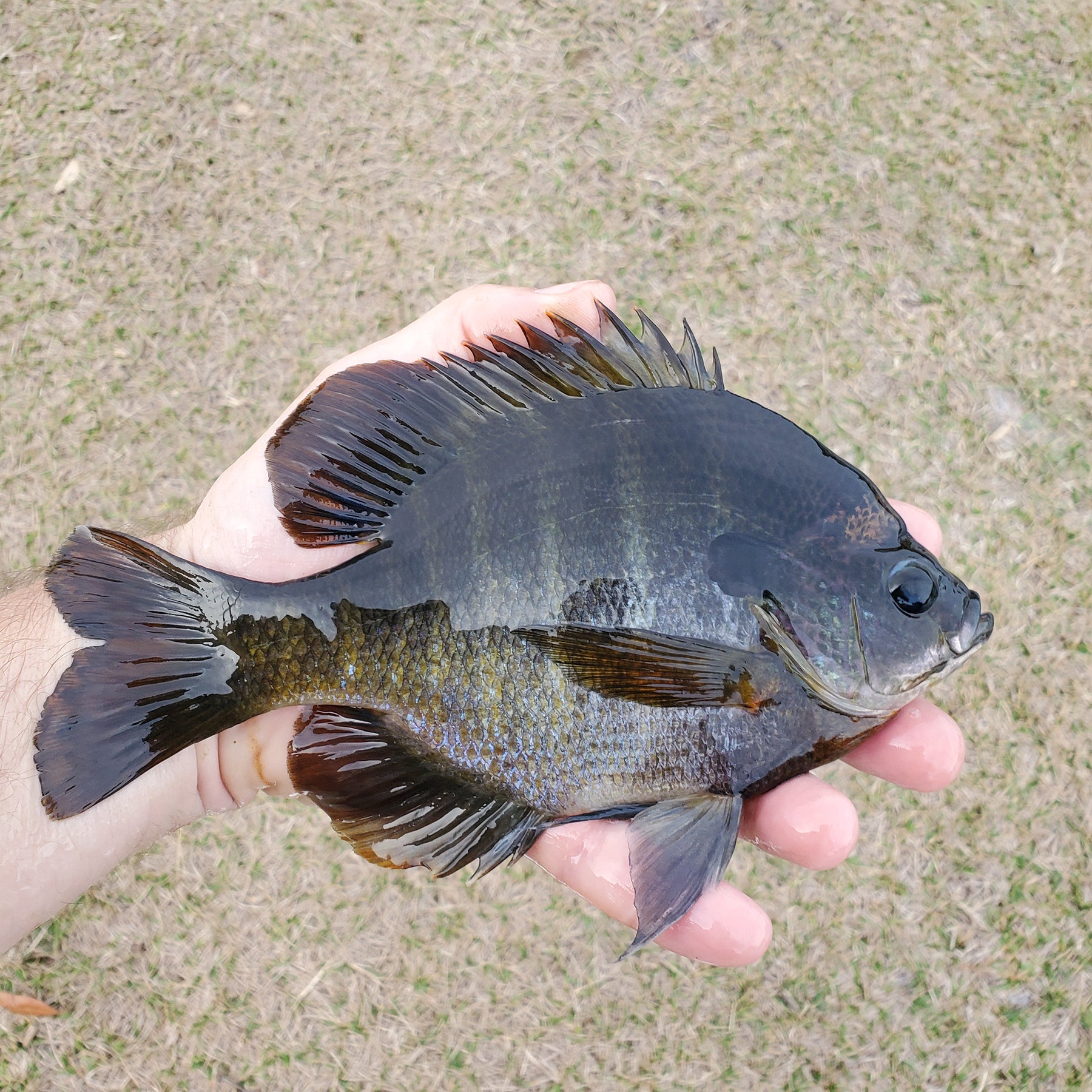 Bluegill - Florida Pond Stocking Fish