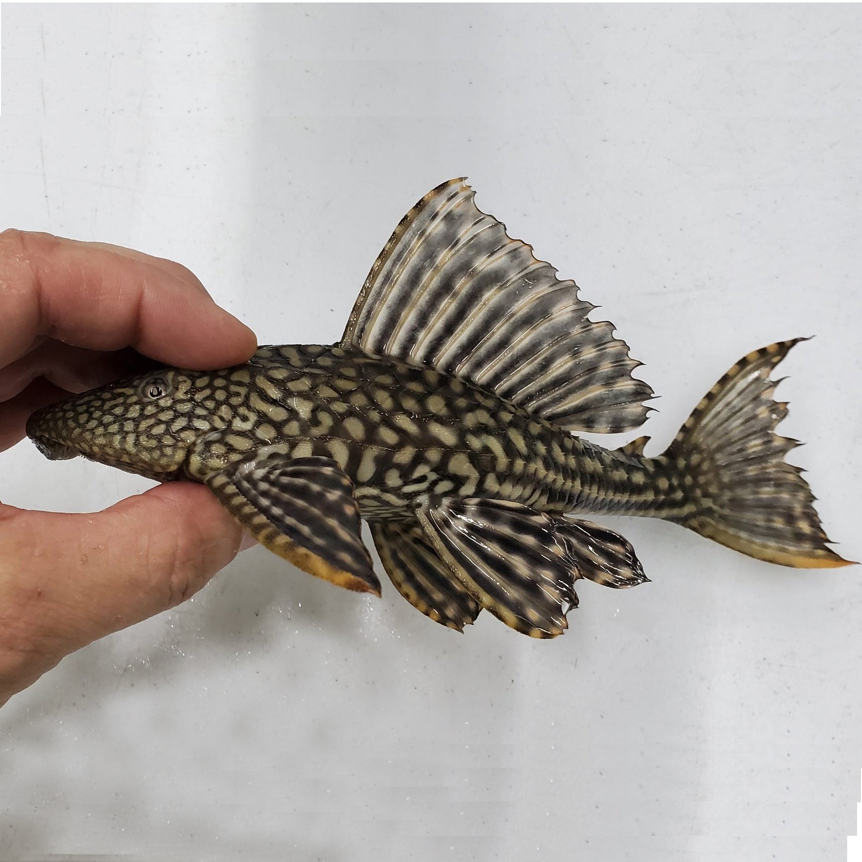 Plecos for Sale - Florida Pond Stocking Fish