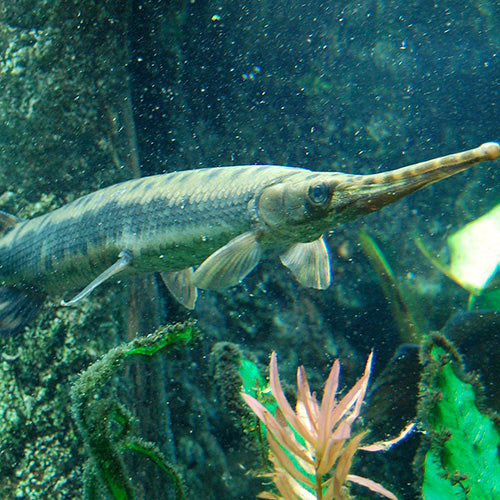 Gar