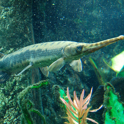 Gar