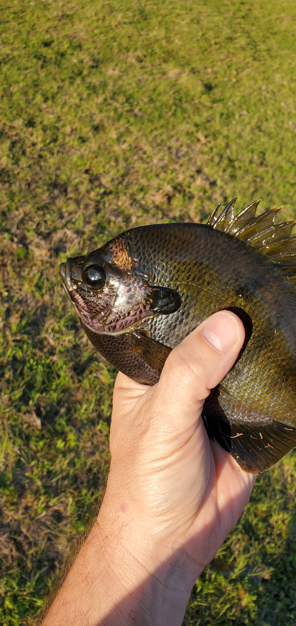Bluegill - Florida Pond Stocking Fish
