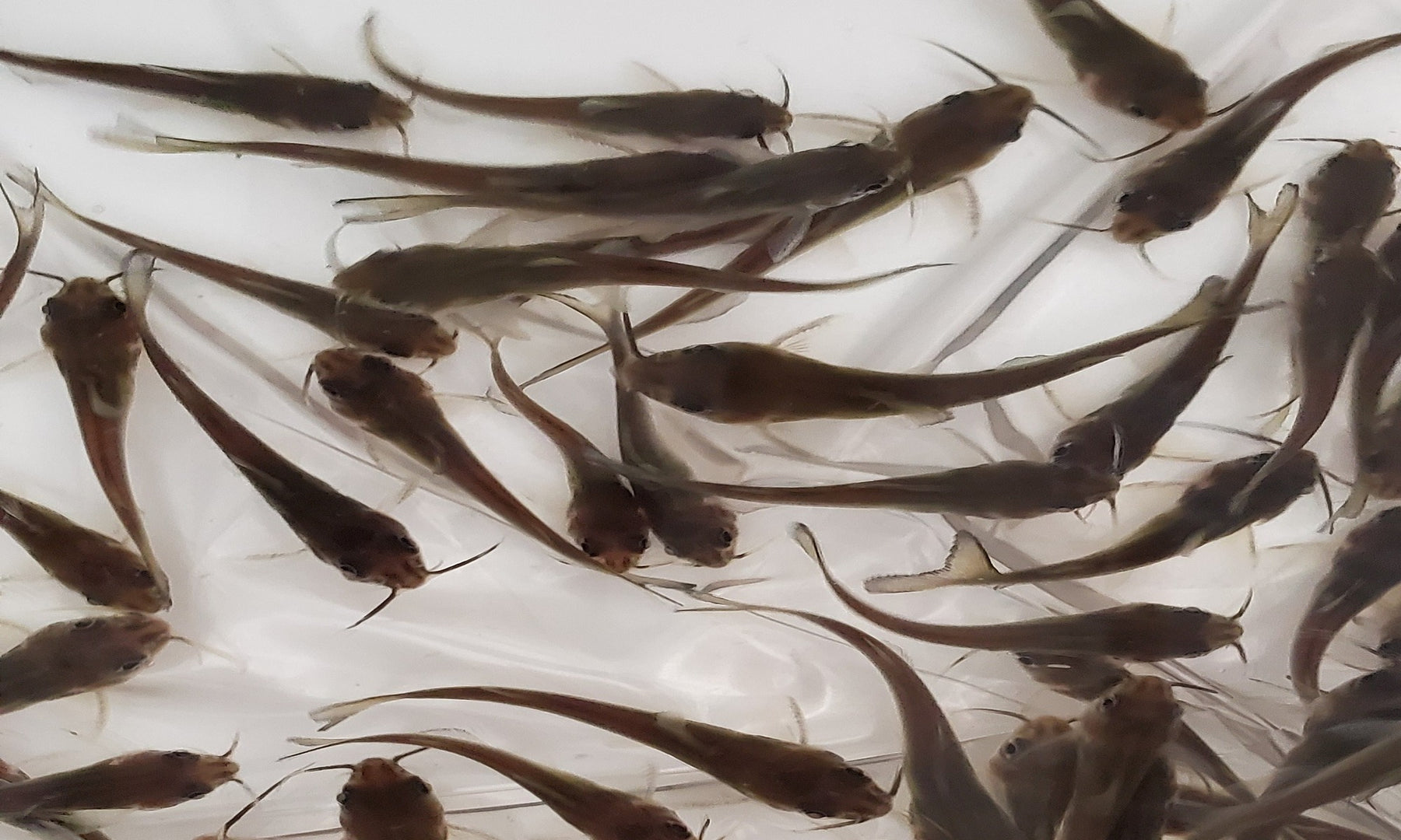 Shongaloo Fish Farm - Florida Pond Stocking Fish for Sale