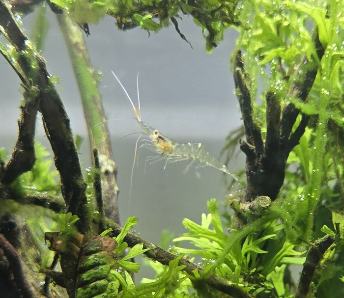 Grass Shrimp