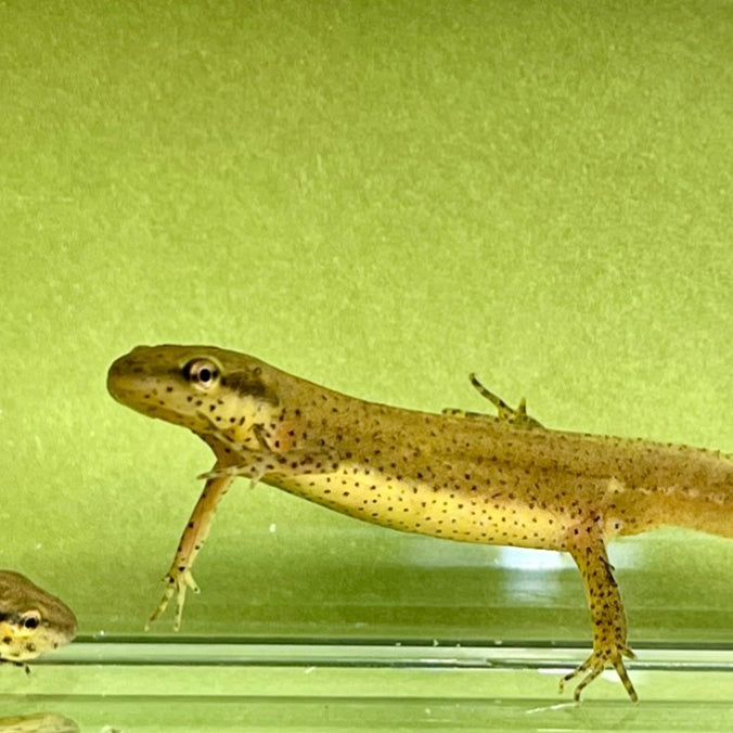 Peninsula Newts – Shongaloo Fisheries