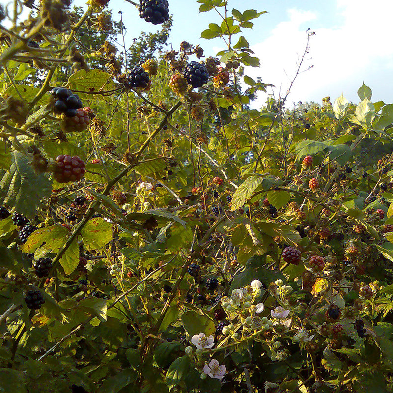 Natchez Blackberry Bushes – Shongaloo Fisheries