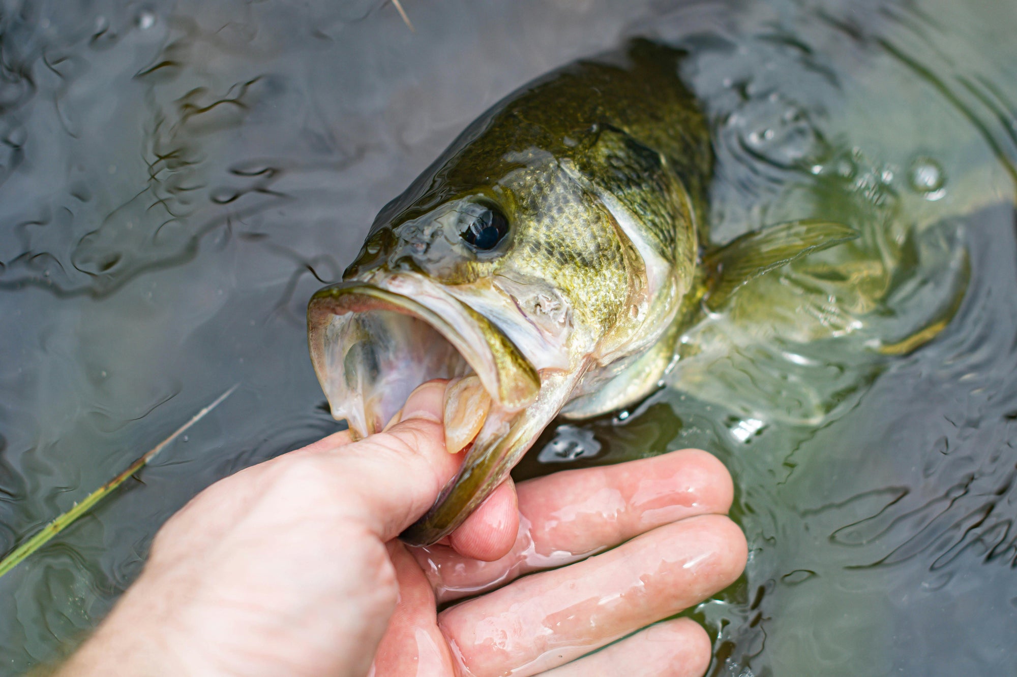 Shongaloo Fish Farm - Florida Pond Stocking Fish for Sale