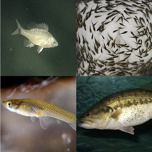Shongaloo Fish Farm - Florida Pond Stocking Fish for Sale