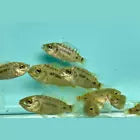 Tilapia - Pond stocking Fish in Florida