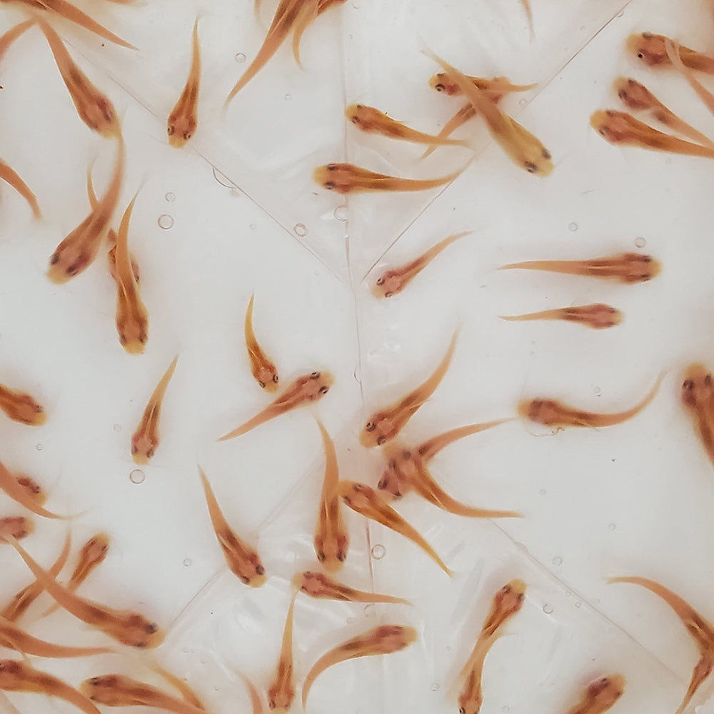 Products – Shongaloo Fisheries